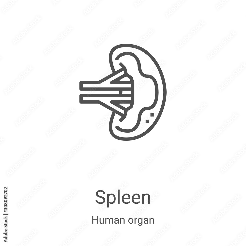 spleen icon vector from human organ collection. Thin line spleen ...