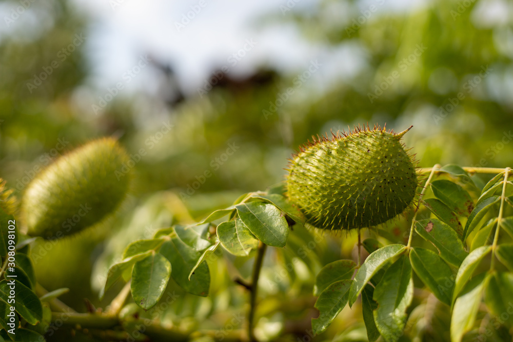 Caesalpinia bonduc, also known as grey nickernut, growing in the wild ...