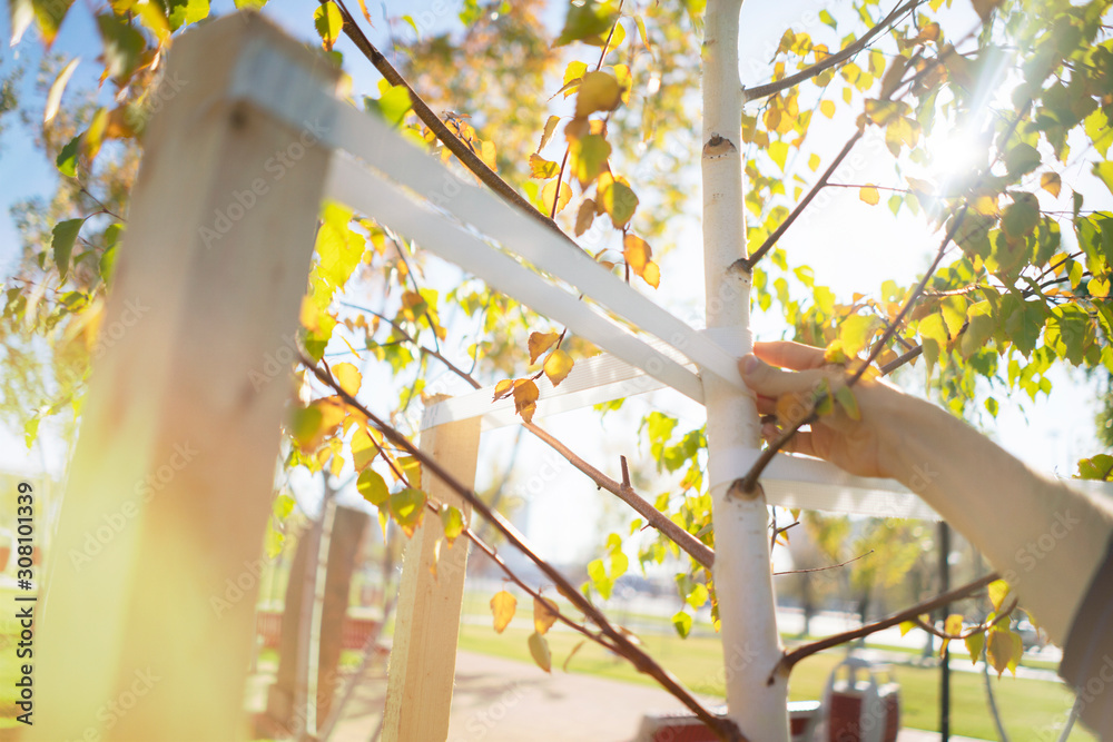 young tree sapling propped and supported by the wooden slats and tied ...