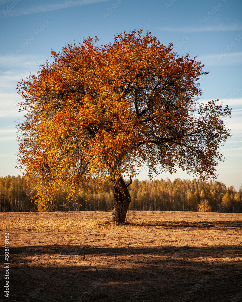 Beautiful autumnal tree with wide crown and twisted trunk. Oak solitary ...