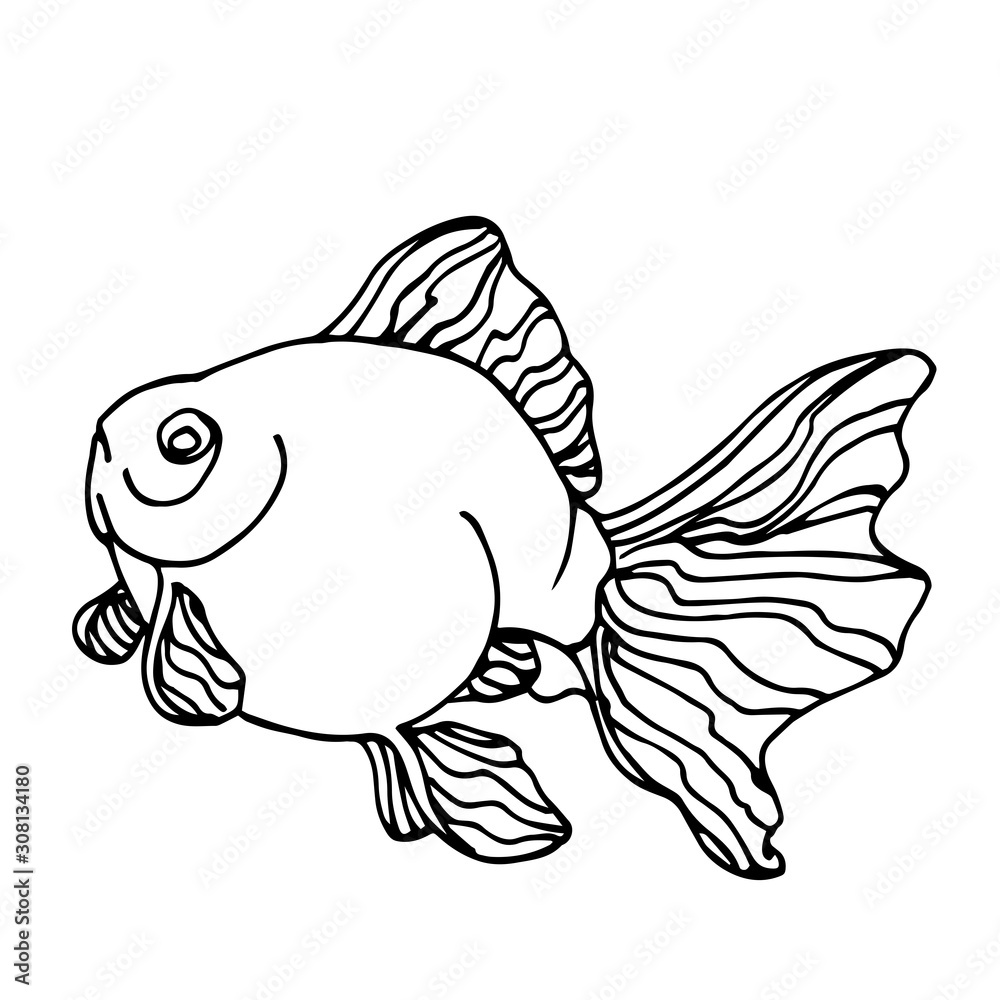 Chinese Goldfish Illustration