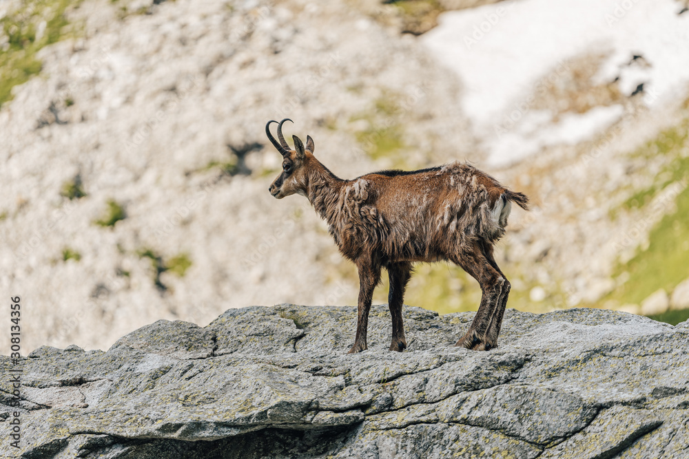Chamois, Rupicapra rupicapra, on the green grass alpine meadow and ...