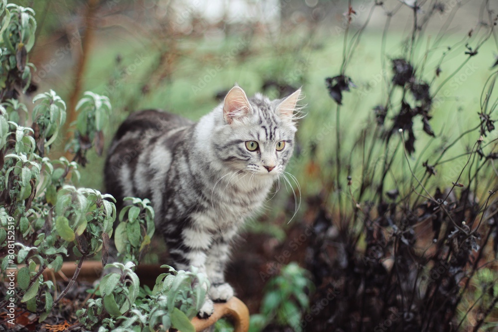 Silver Tabby Cat Outside