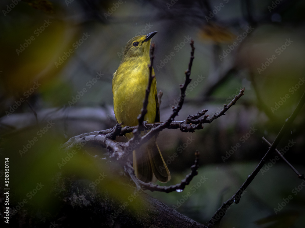 A yellow browed Bulbul bird from the Sahyadri mountain range of India ...