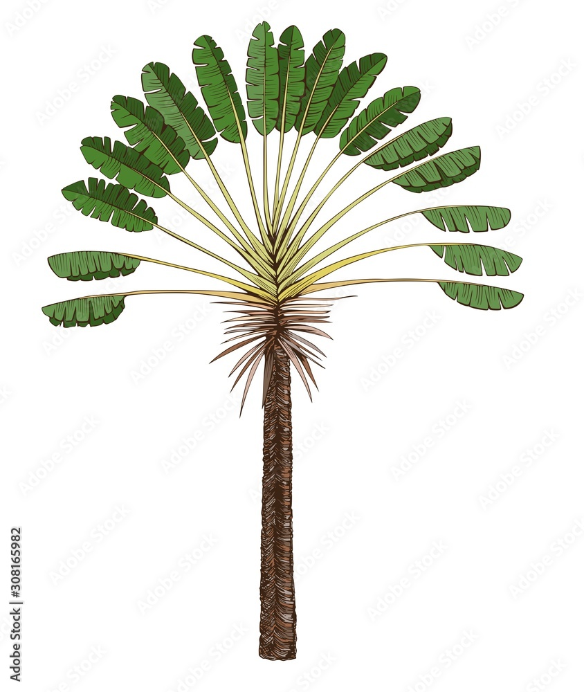 Palm tree ravenala Madagascar single. The travelers tree vector ...