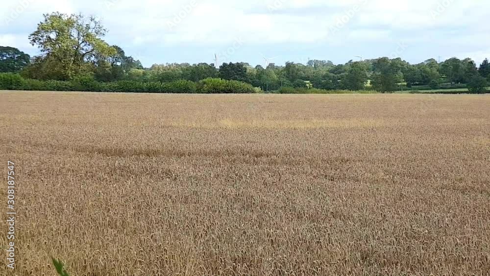 Wheat field ready for harvest with wind farm in distance Stock Video ...