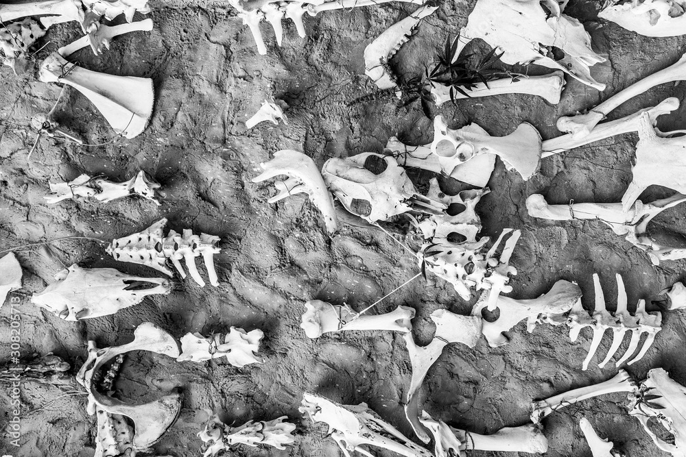 Closeup top view of many real bones and sculls of dead animals laying ...