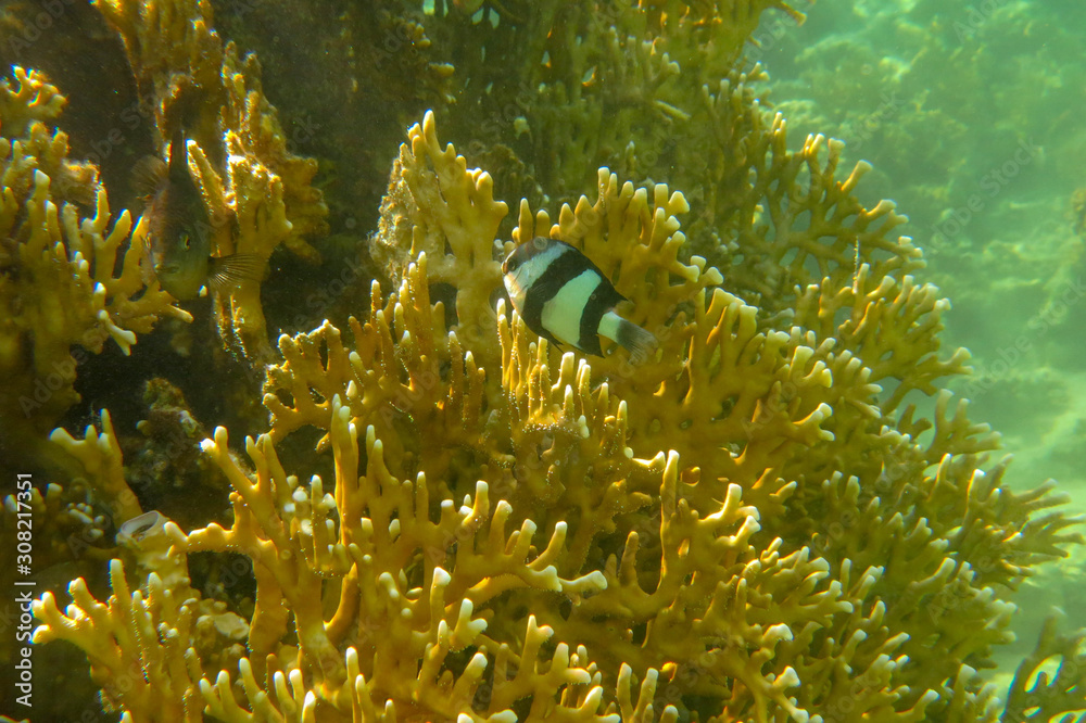 Colorful of ornamental marine fish. The white-tailed damselfish, humbug ...