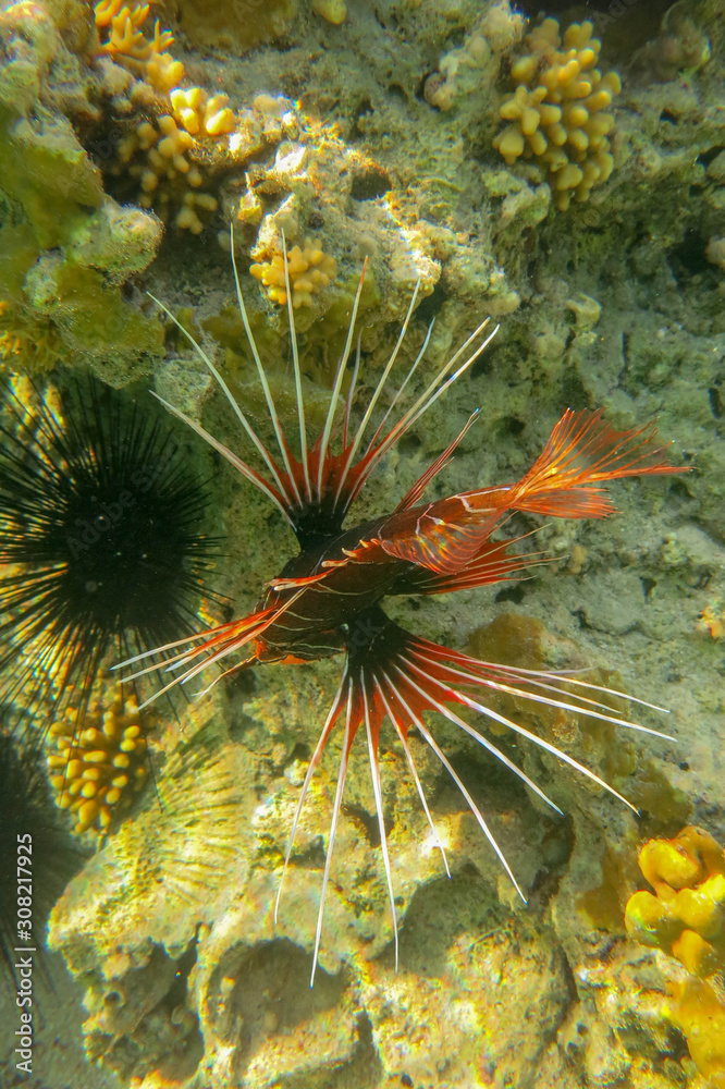 Pterois radiata in shallow water lit by sun rays that create color ...