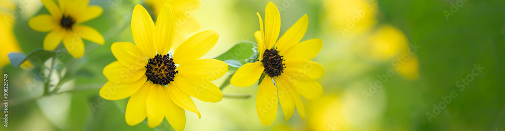 Nature of flower in garden using as cover page background natural flora ...