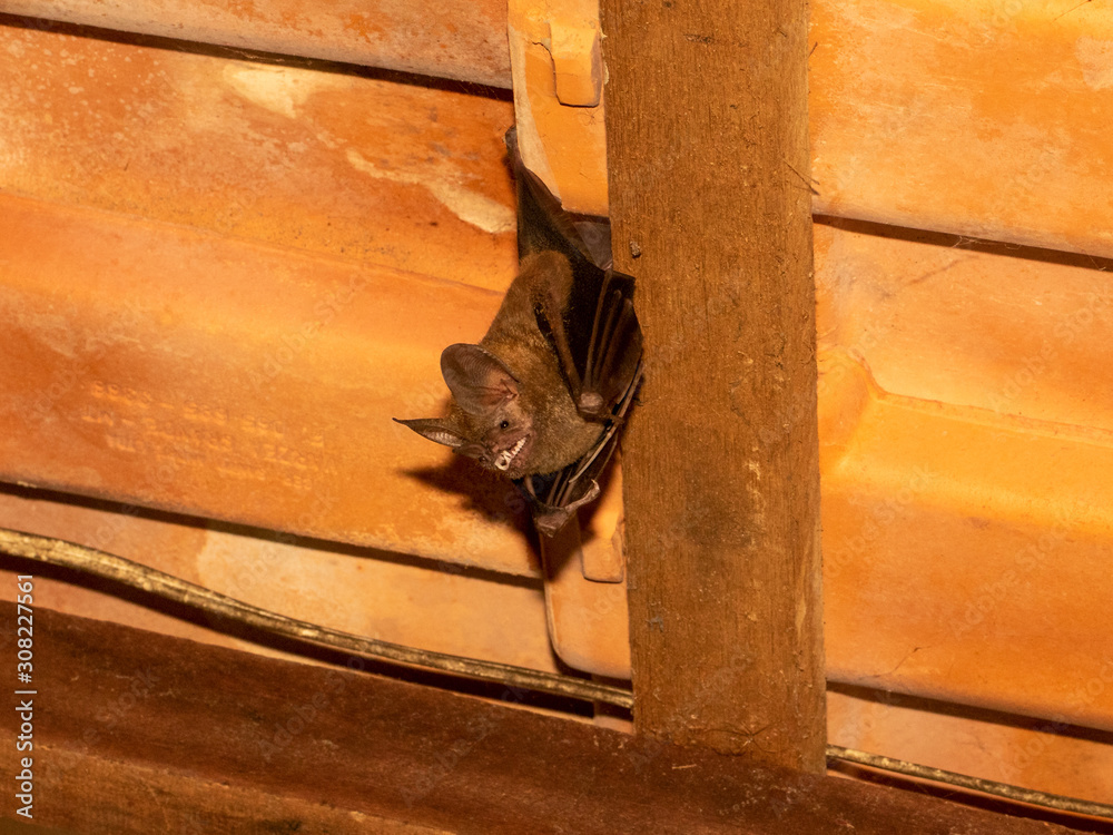 Foto de Eine unechte Vampirfledermaus an der Decke hängend mit einem ...