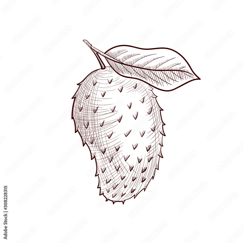 vector drawing soursop Stock Vector | Adobe Stock
