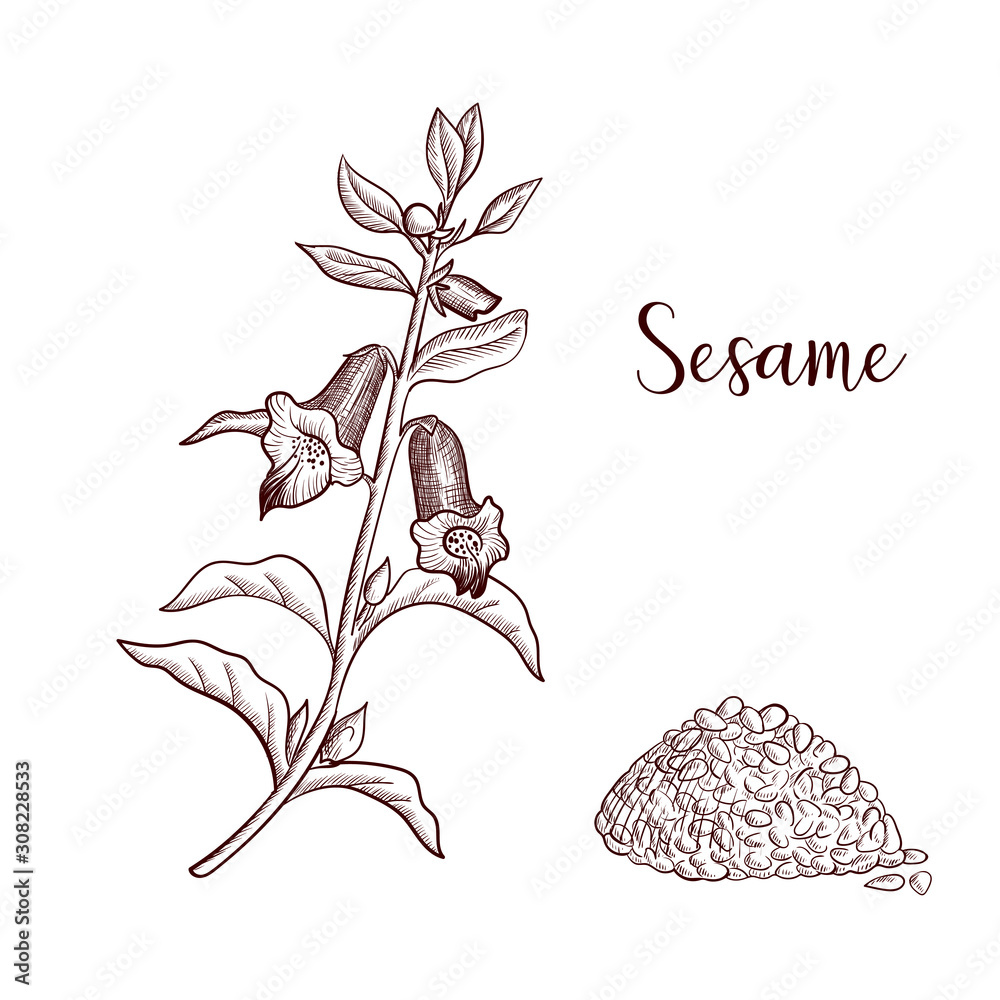 vector drawing sesame plant and seeds Stock Vector | Adobe Stock