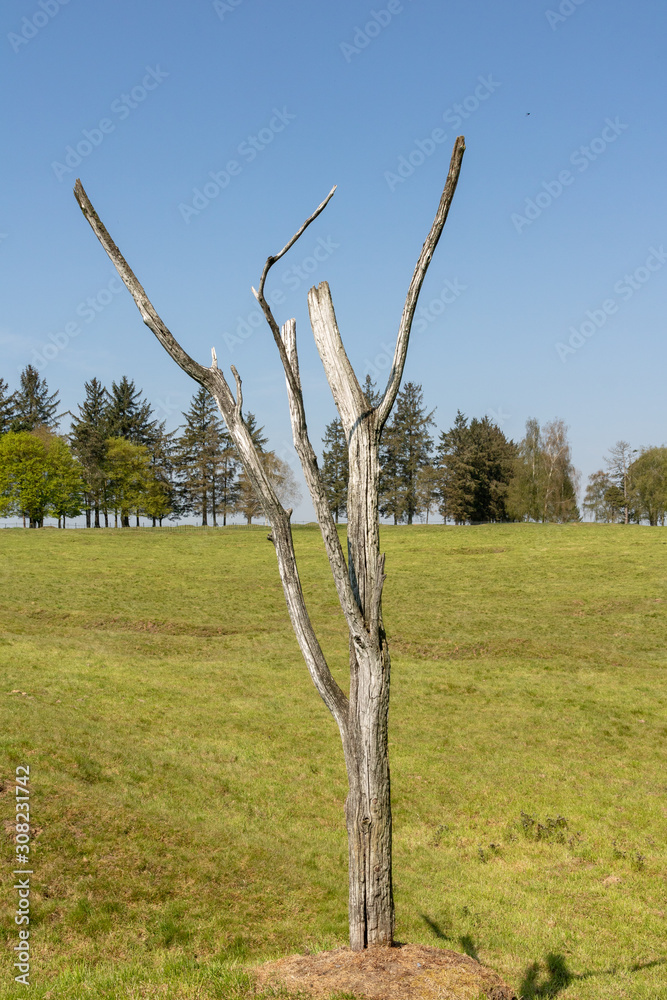 L'arbre du danger, parc mémorial de Beaumont-Hamel dans la Somme Stock ...