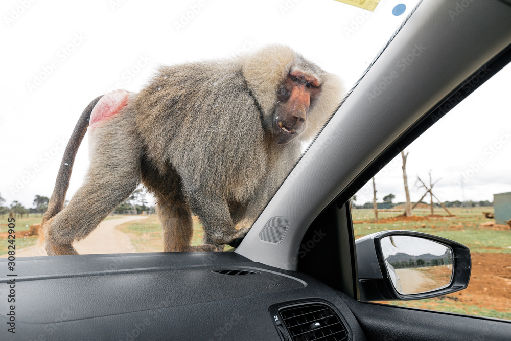 Huge baboon sitting on a car window in Mallorca safari zoo, Spain Stock ...