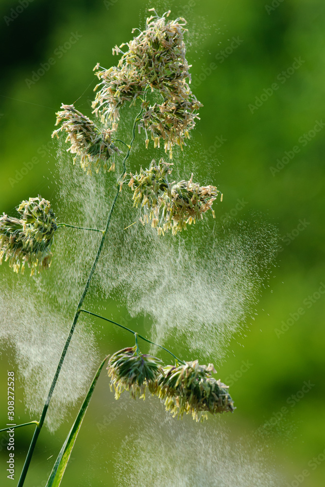 Pollen In The Wind