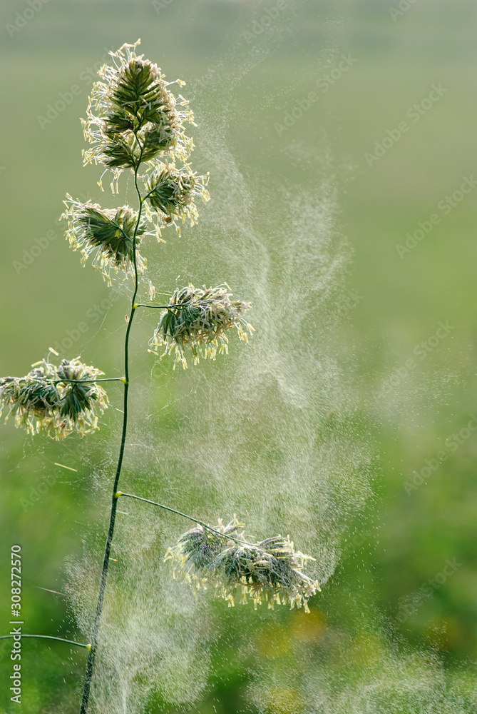 Gräser Pollenflug, Graspollen abfliegend, Blütenstaub ausfallend ...