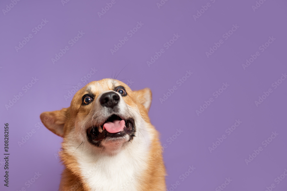Surprised Corgi