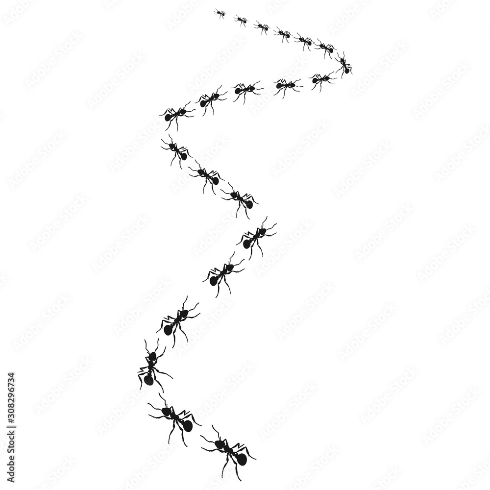Ants Marching In A Line