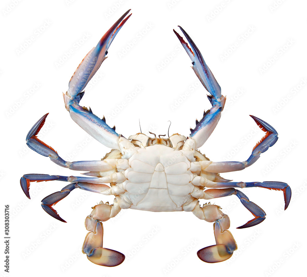 Flower crab or blue swimmer crab, or sand crab. Portunus armatus ...