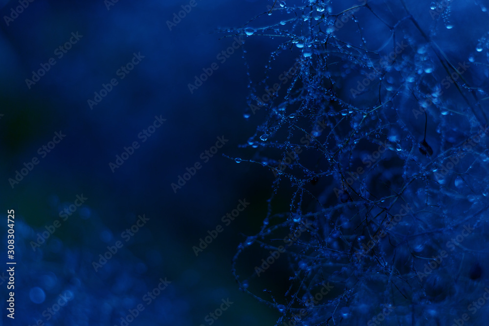 Blooming Smoke Tree. Drops of water after rein. Cotinus coggygria ...