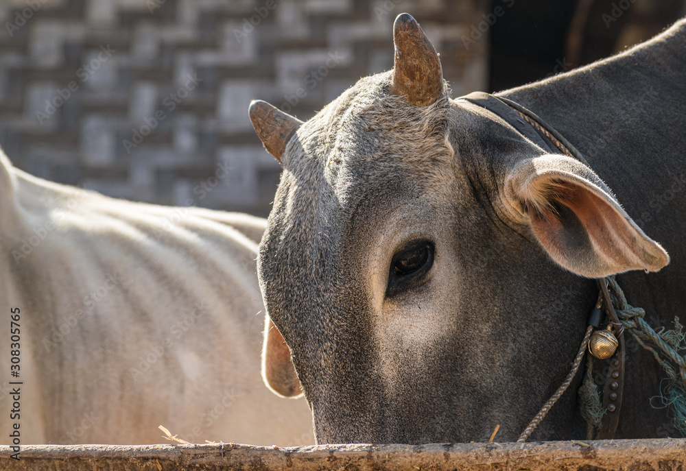 Burmese cattle portrait. Farmers in Burma raise livestock for both food ...