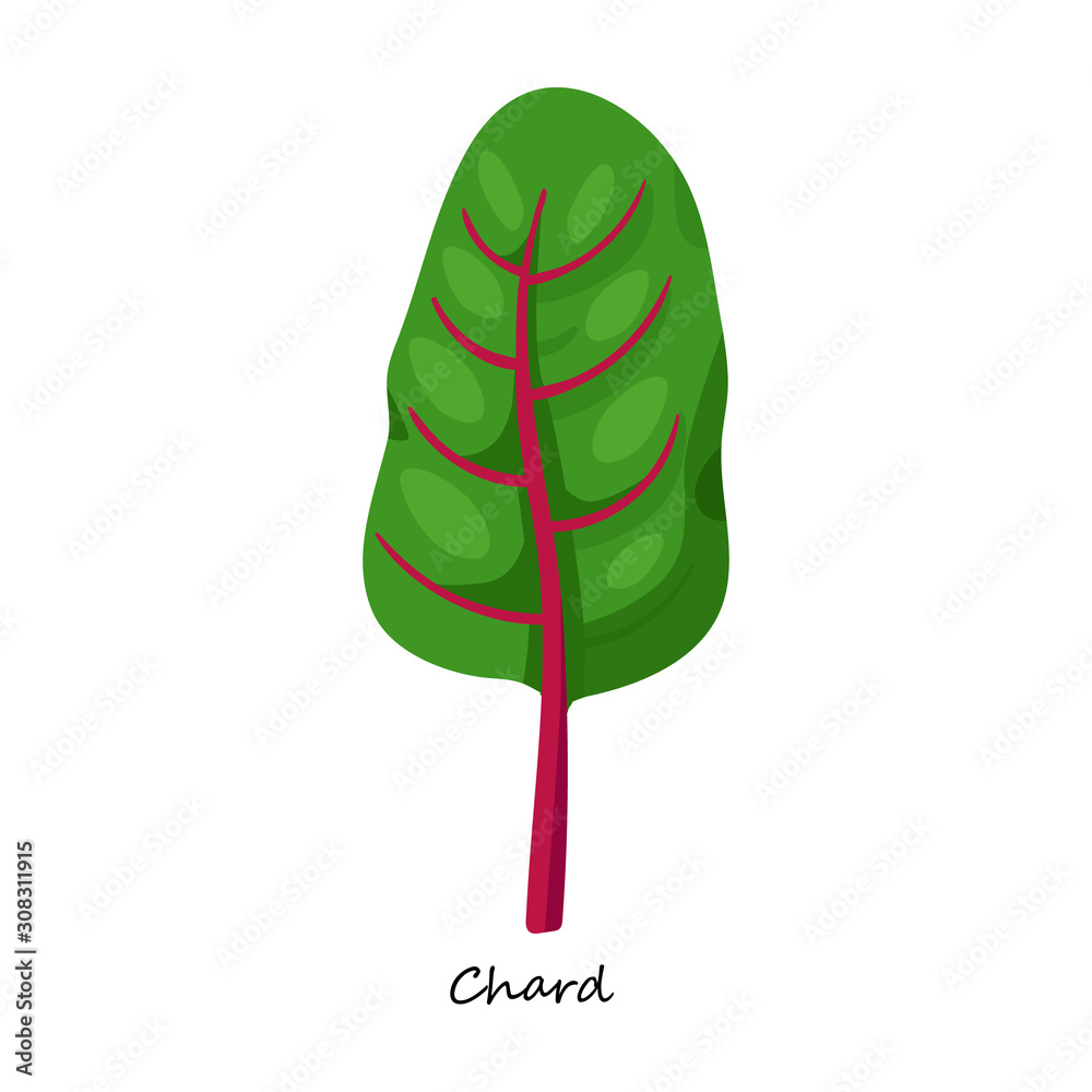 Chard vector icon.Cartoon vector icon isolated on white background ...