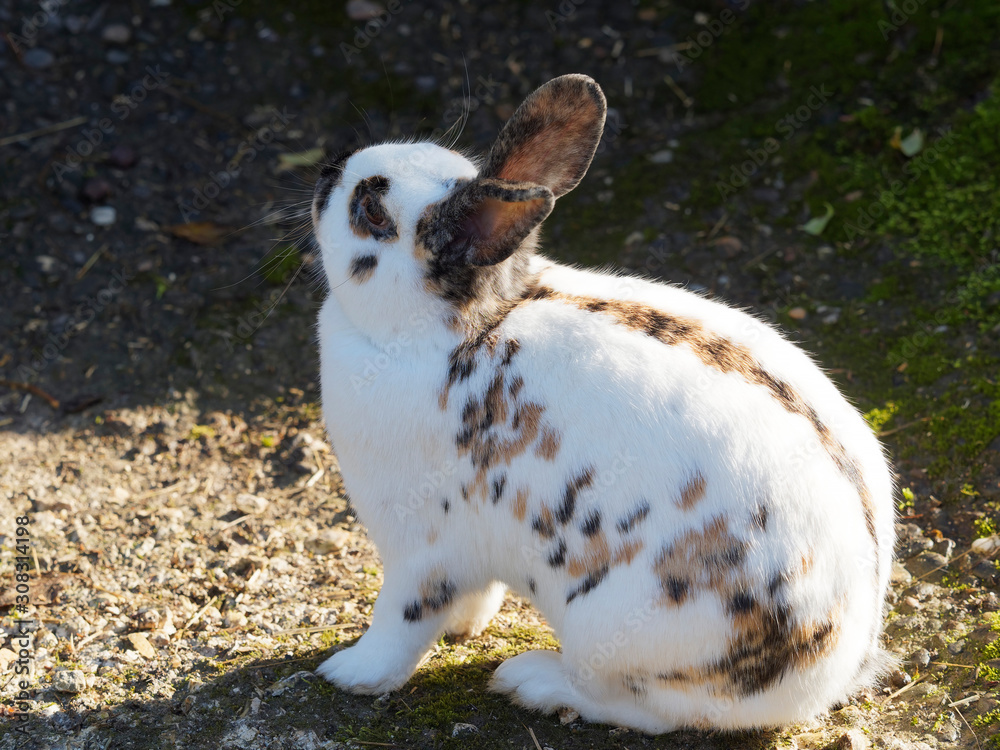 Un lapin papillon anglais (Oryctolagus cuniculus) vu de dos avec une ...
