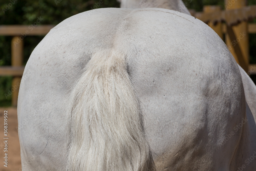 White horse back view with tail Stock Photo | Adobe Stock