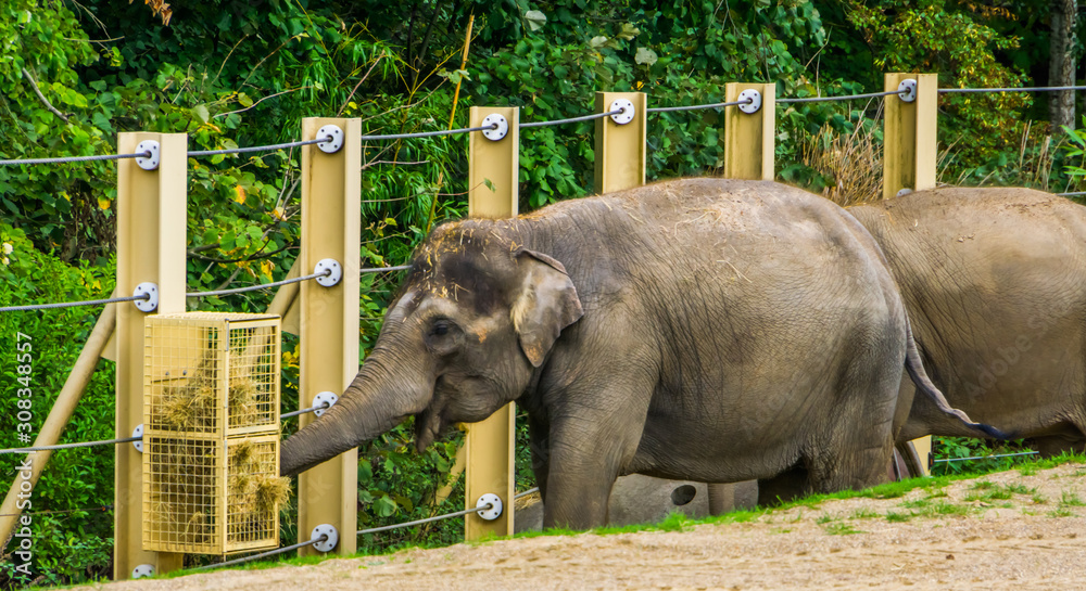 Asian Elephant Diet