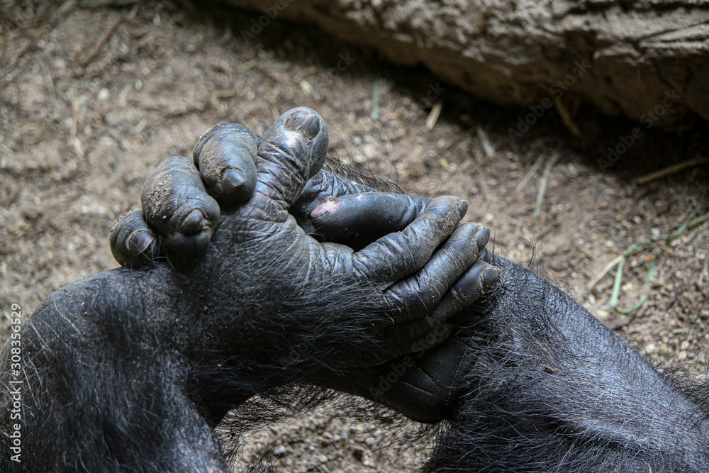 Chimpanzee Hand