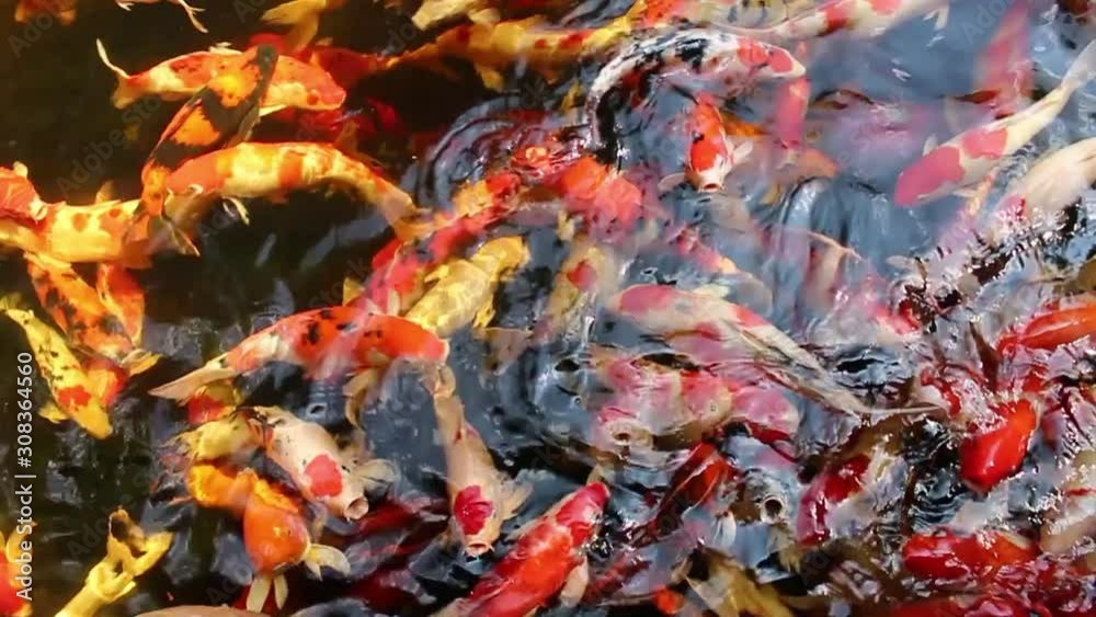 Crowd of colourful carp fish swimming in the pond. Koi carp fish in ...