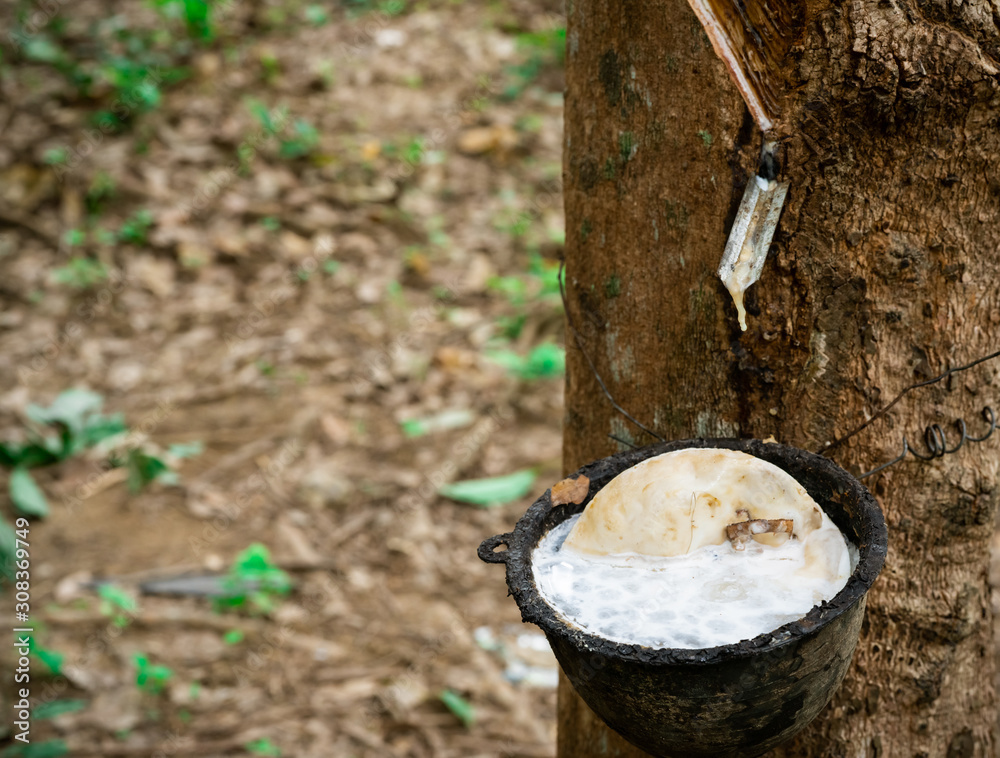 Rubber tree plantation. Rubber tapping in rubber tree garden in ...