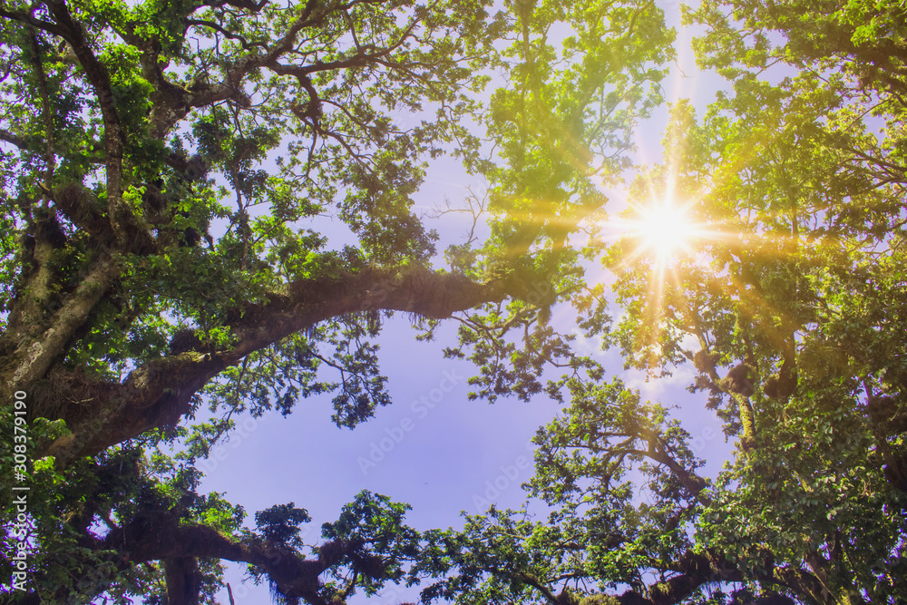 Beautiful bottom view of green tree with blue sky background, Dark ...