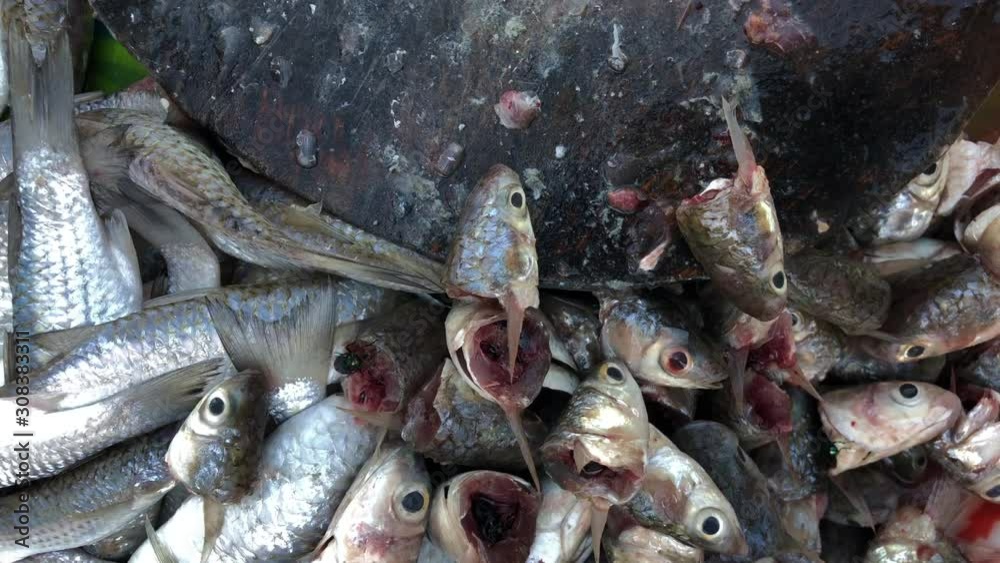 Rotten fish stinky smell with flies in Asian market - Unhealthy dirty ...