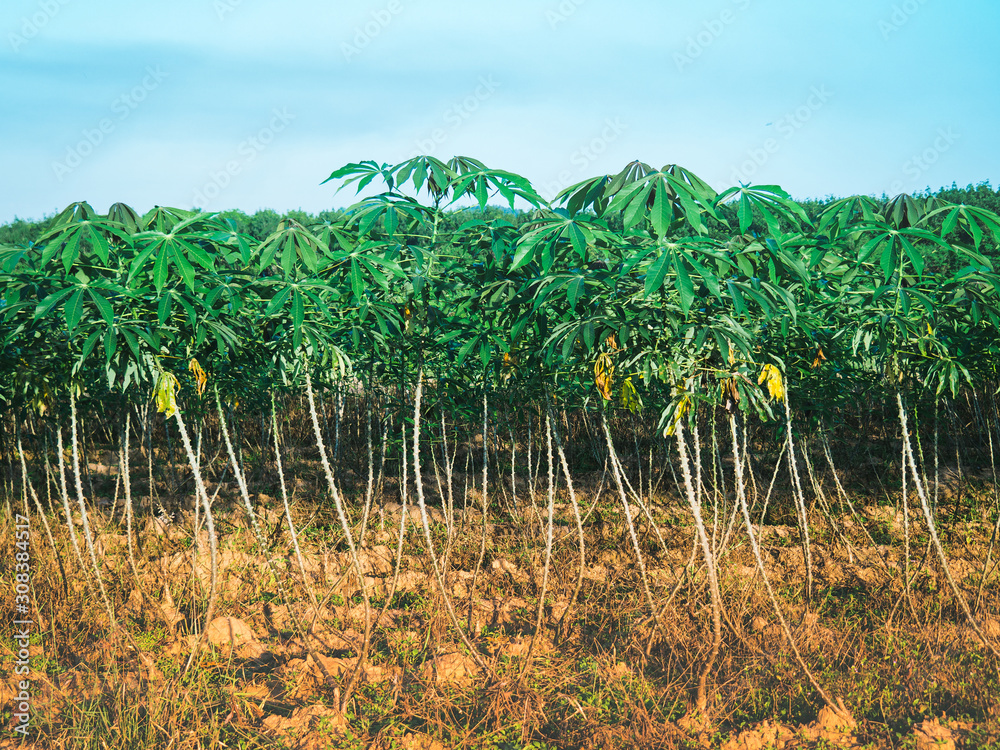 Cassava field with blue sky, Cassava plantation Northeast of Thailand ...