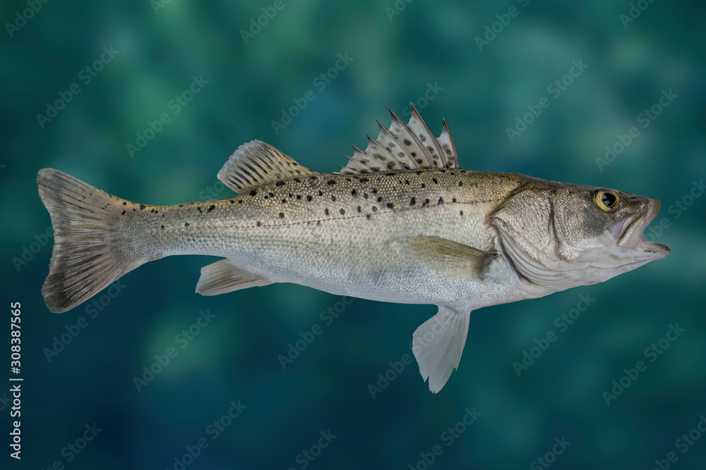 Seabass fish. Fresh alive sea bass isolated on blurred water background ...