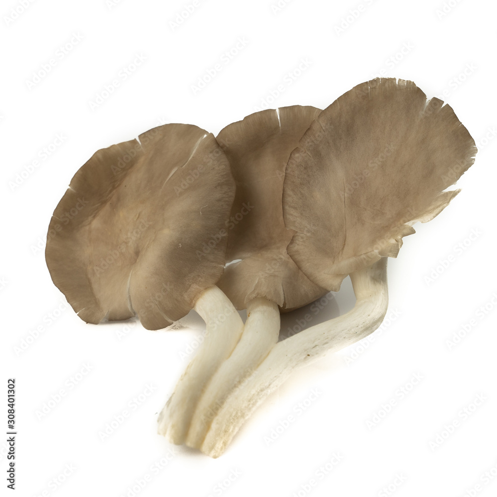 Angel mushroom (Pleurotus pulmonarius, Indian Oyster, Phoenix Mushroom, Lung Oyster) isolated on ...
