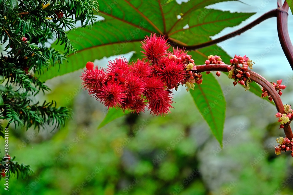 Red Ricinus Communis plant (Castor bean plant, Castor oil plant) with ...