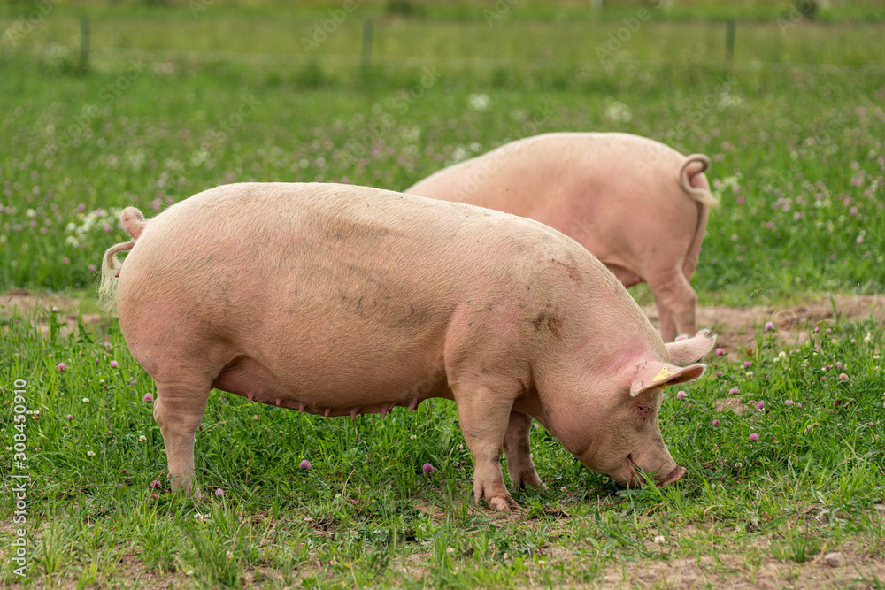 Large pigs rooting in a green summer field Stock Photo | Adobe Stock
