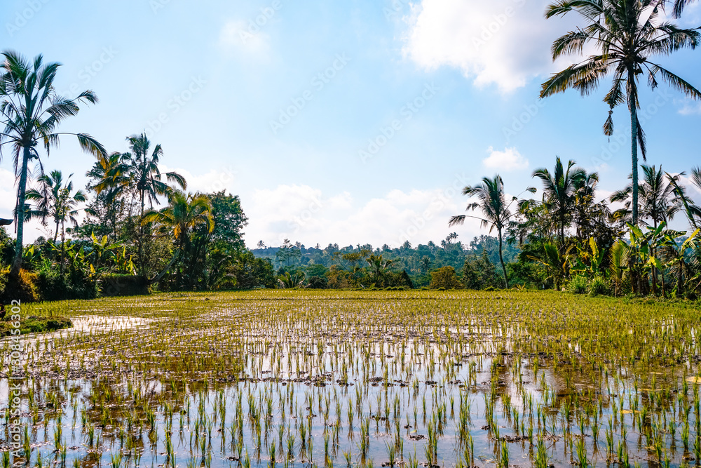 Paysage d'une rizière à Bali Stock Photo | Adobe Stock
