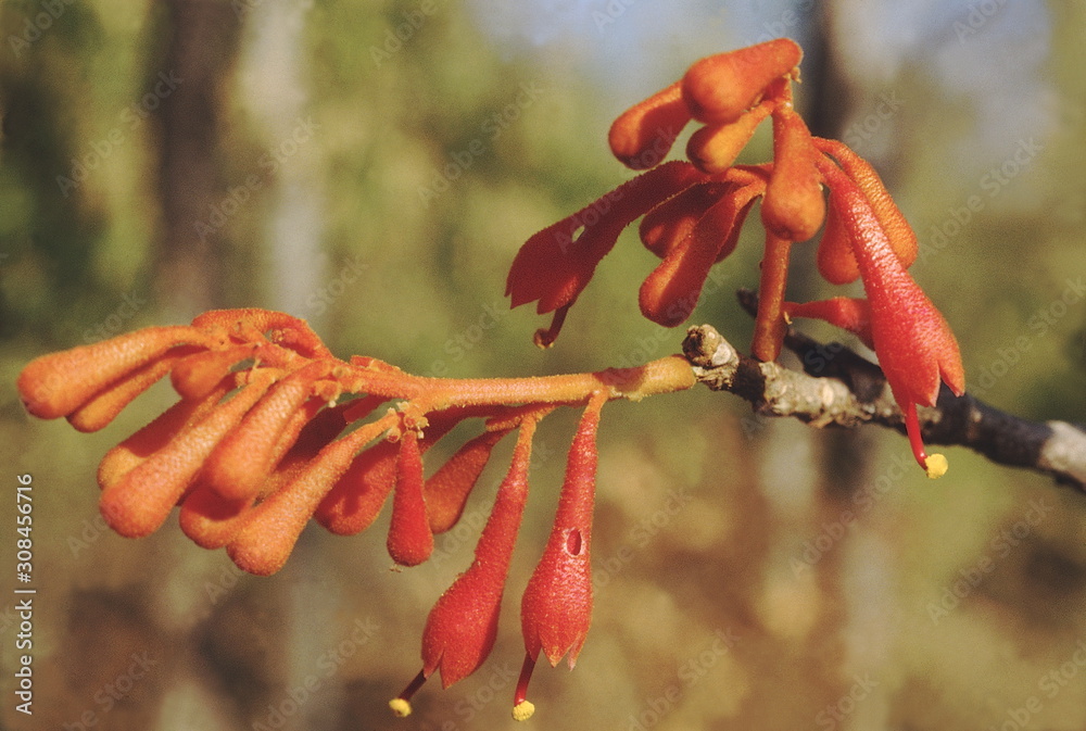 Flower. Firmiana Corolata. Family: Sterculiaceae. A deciduous tree with ...