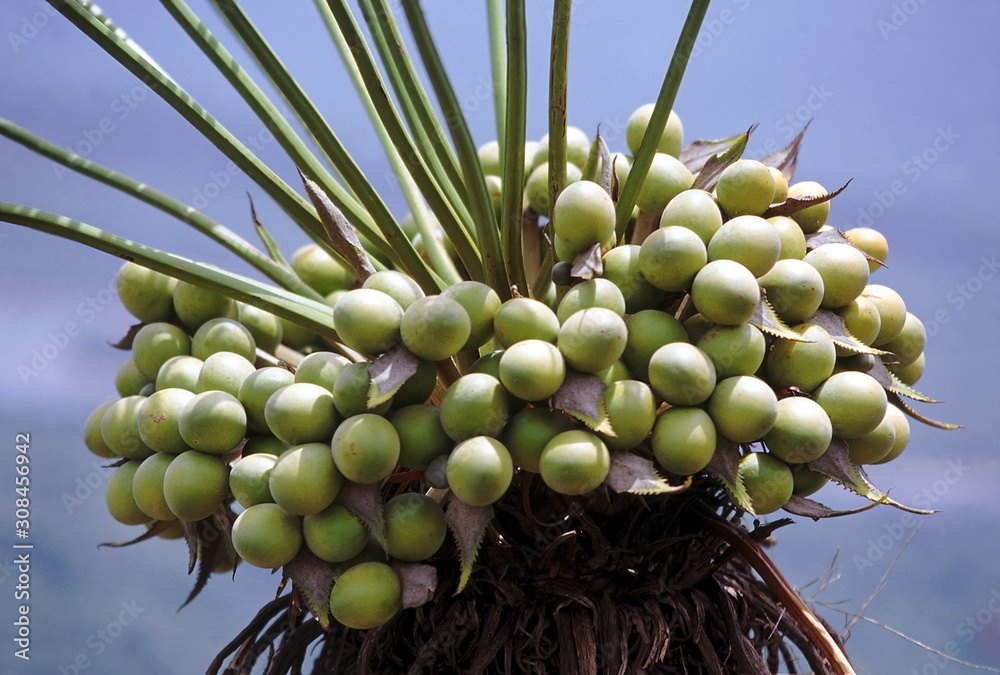 Female plant with ovules. Cycas Circinalis. Family: Cycadaceae. Stock ...
