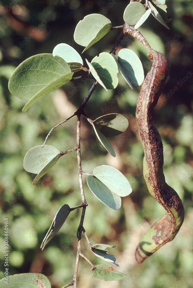Leaves and fruit. Bauhinia Racemosa. Shami tree. Family ...
