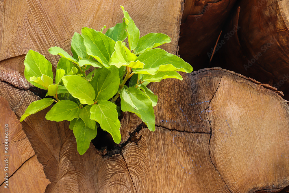 Sprout of a tree sprouting on its trunk after cutting for lumber ...