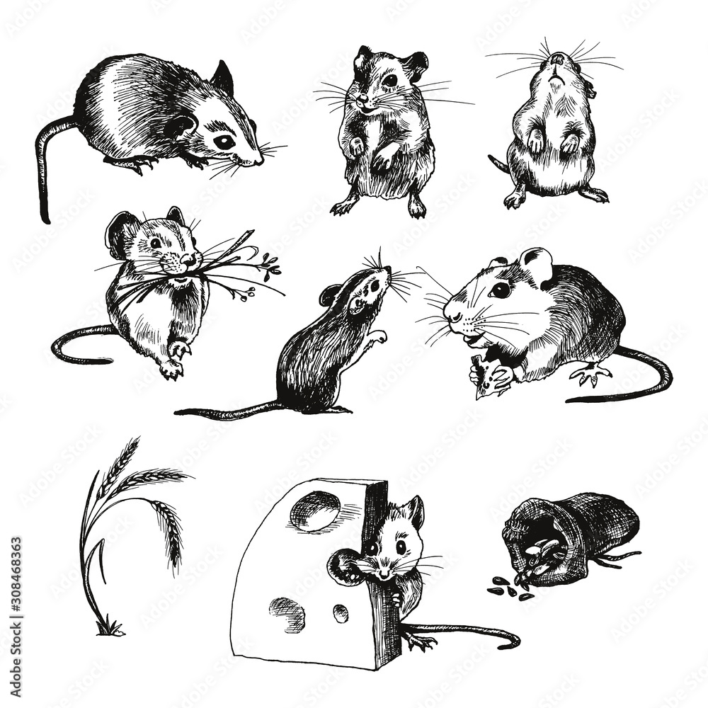 Mouse or Rat Animal Sketched Vector Illustrations Set Stock Vector ...