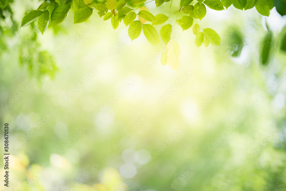 Nature of green leaf in garden at summer. Natural green leaves plants ...