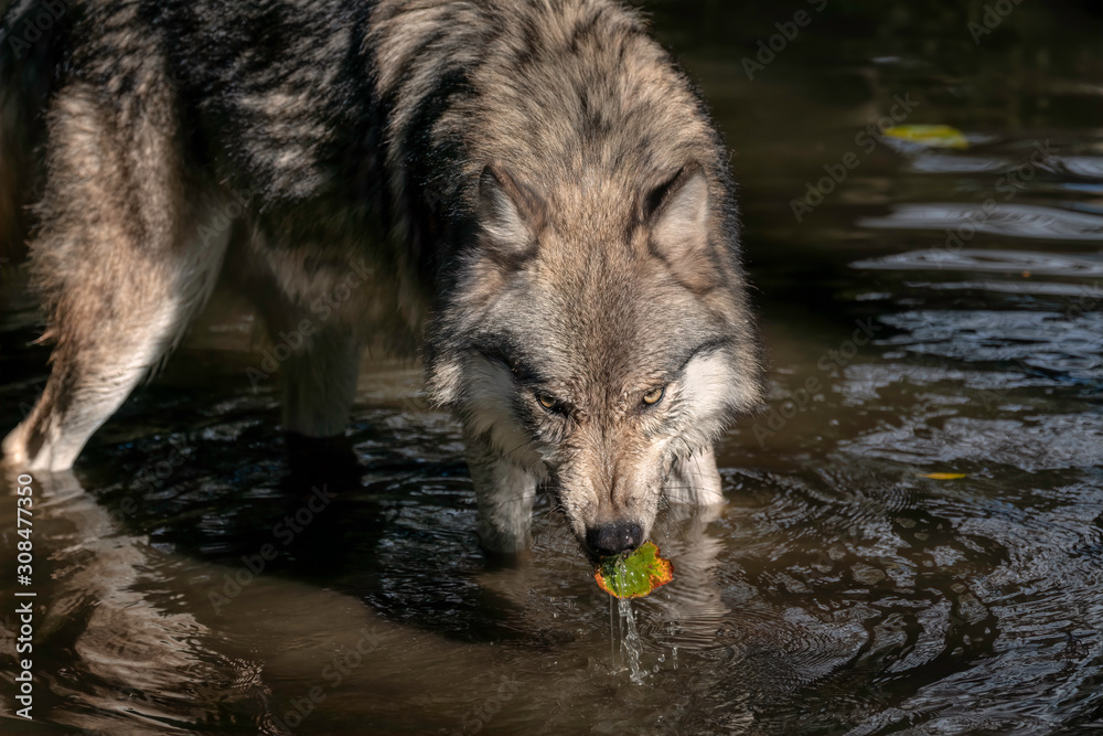 Gray Wolves Drinking Water