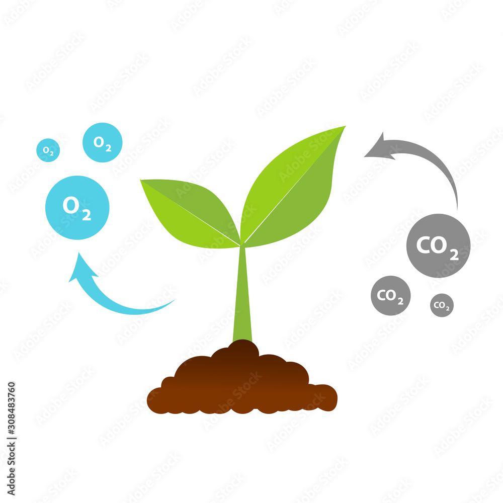 The tree that grows from seed is a big tree with green color and the ...