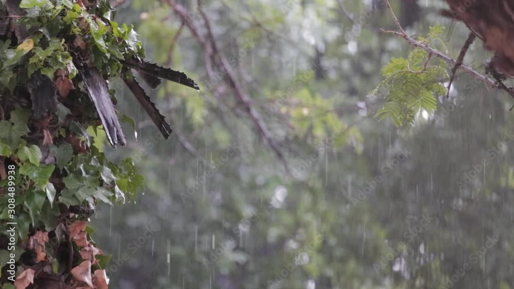 Well lit shot of tropical rain pouring down in a forest. You can see a ...